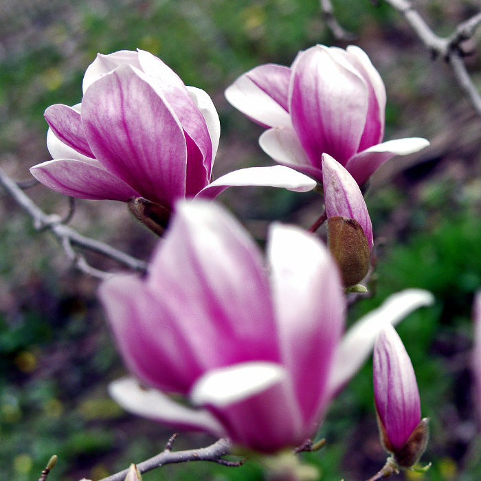 Magnolia Chinese